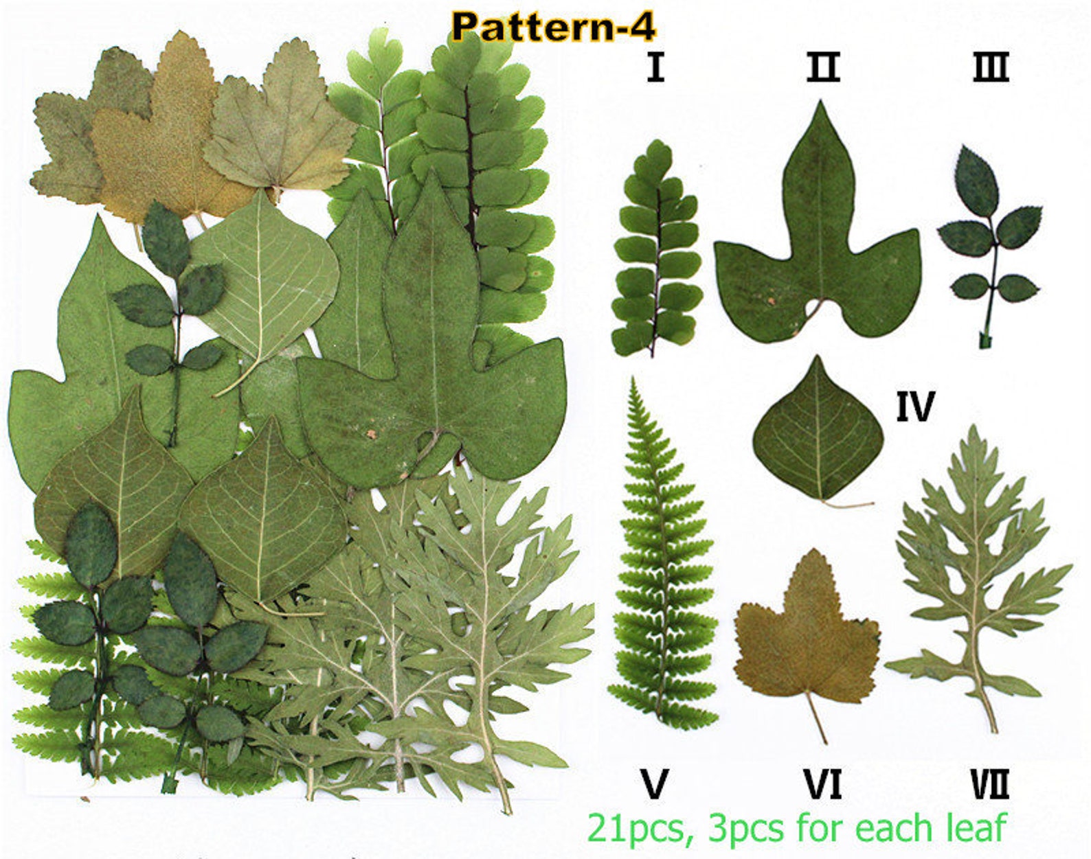 Natural Dried Leaves DIY Plant Specimens Pressed Herbarium | Etsy