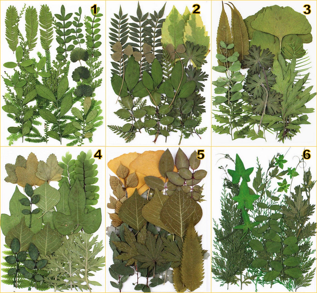 Natural Dried Leaves DIY Plant Specimens Pressed Herbarium Real Leaf ...