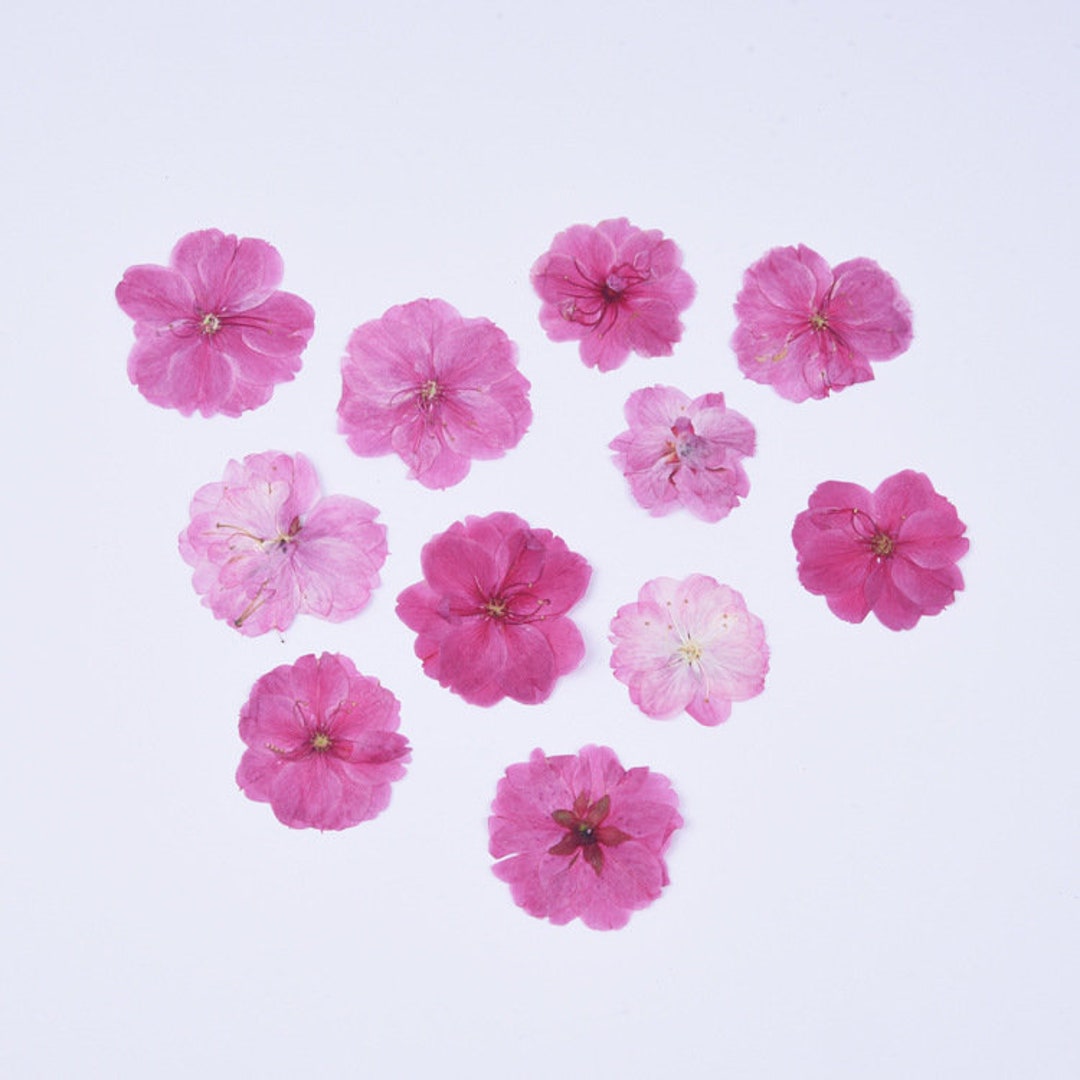 16pcs/2packs Dried Cherry Blossom, Pressed Sakura, Real Pressed Flowers ...