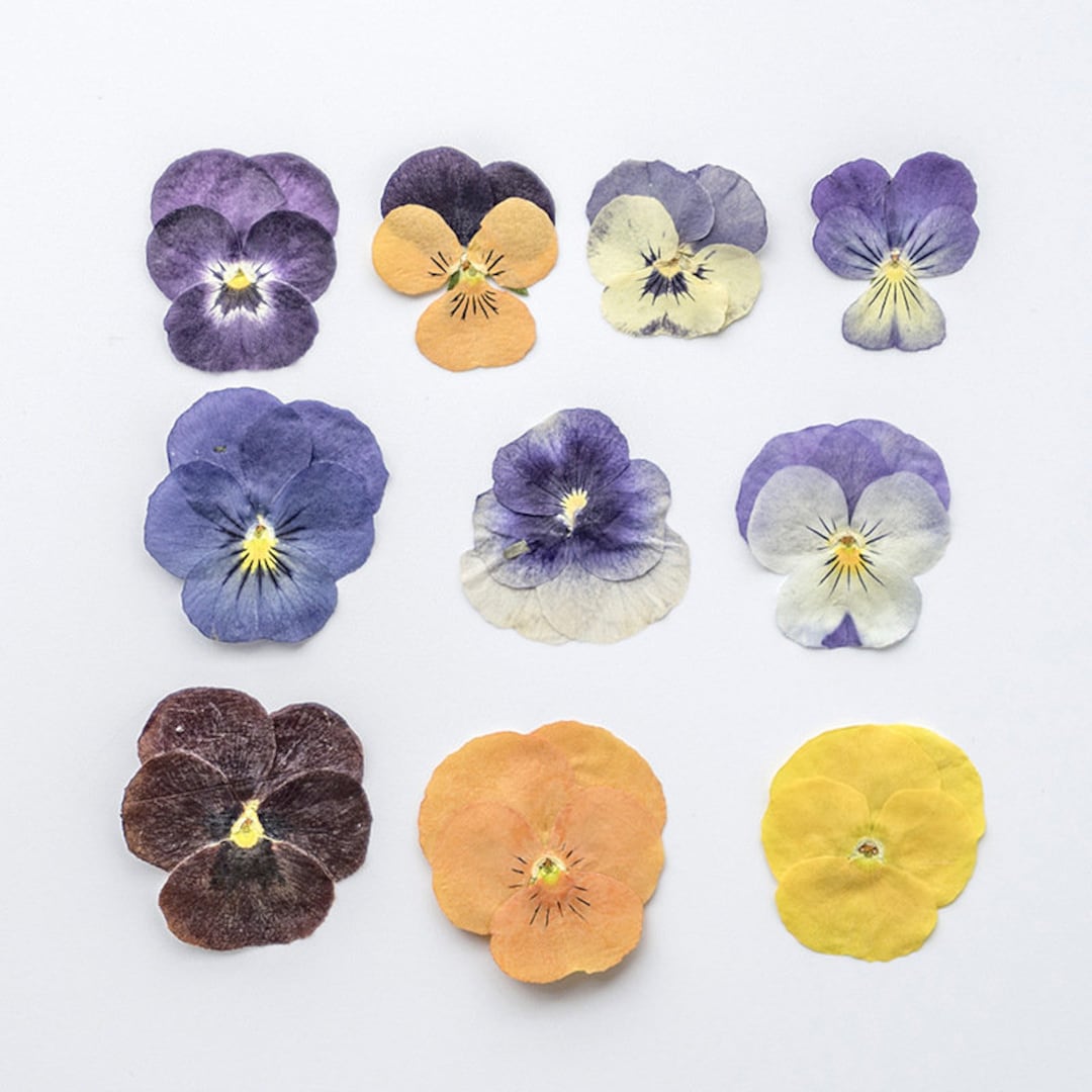 12pcs/pack Pressed Horned Violet, Dried Viola for Resin, Flower Wall ...