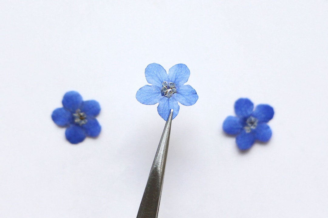 24pcs/2packs Mini Forget-me-nots, Dried Pressed Flowers for Nail Arts ...