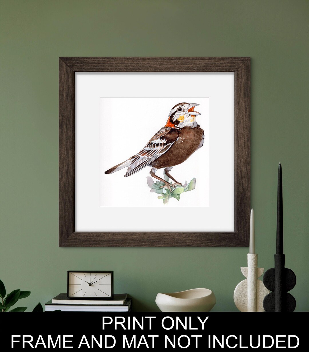 Chestnut-collared Longspur Watercolor Fine Art Print - Bird Lover's ...