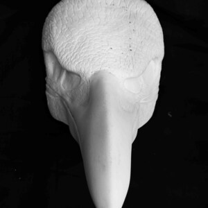 Realistic Raven Fursuit Mask Resin Blank With Moving Jaw - Etsy