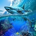 Shark #3 TCG Token Custom Altered - Etsy