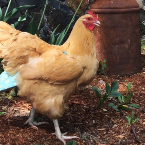 Chicken Diapers Large Perfect Chicken Diaper for Large Hens - Etsy