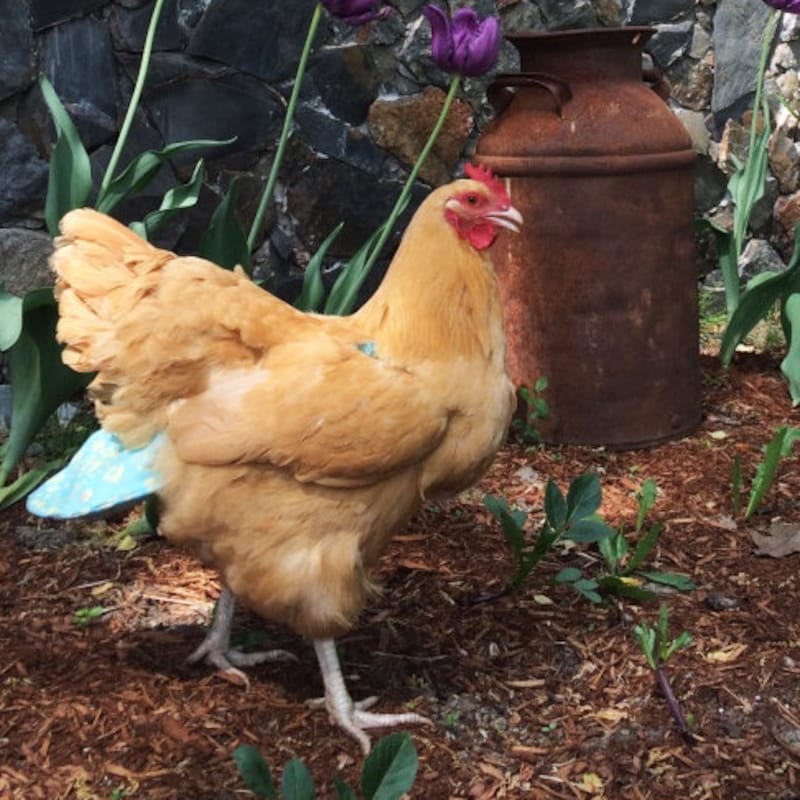 Rooster & Chickens - Etsy