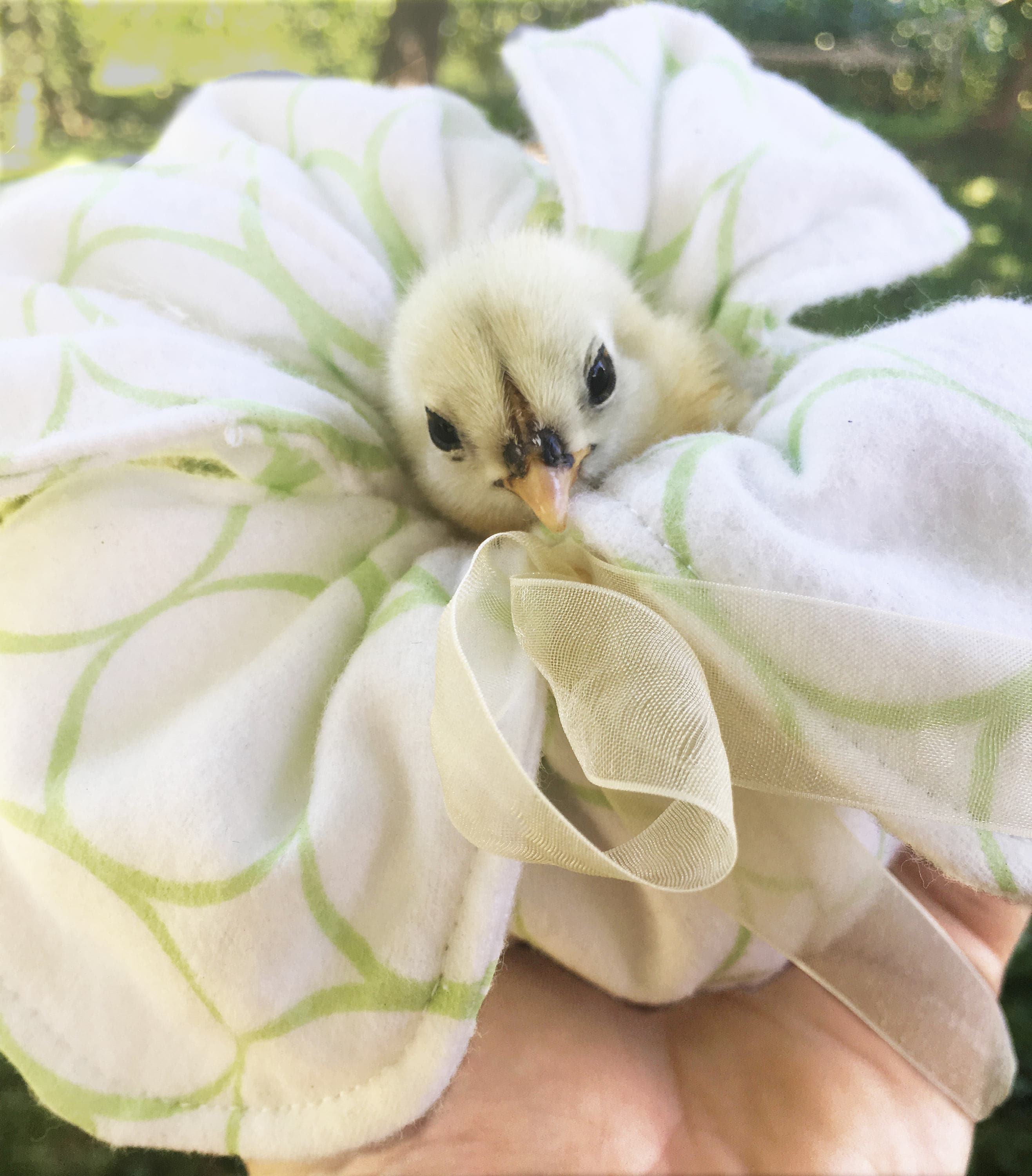 Peep Pouch Sewing Pattern- Pattern to Hold a Baby Chicken Safely and ...