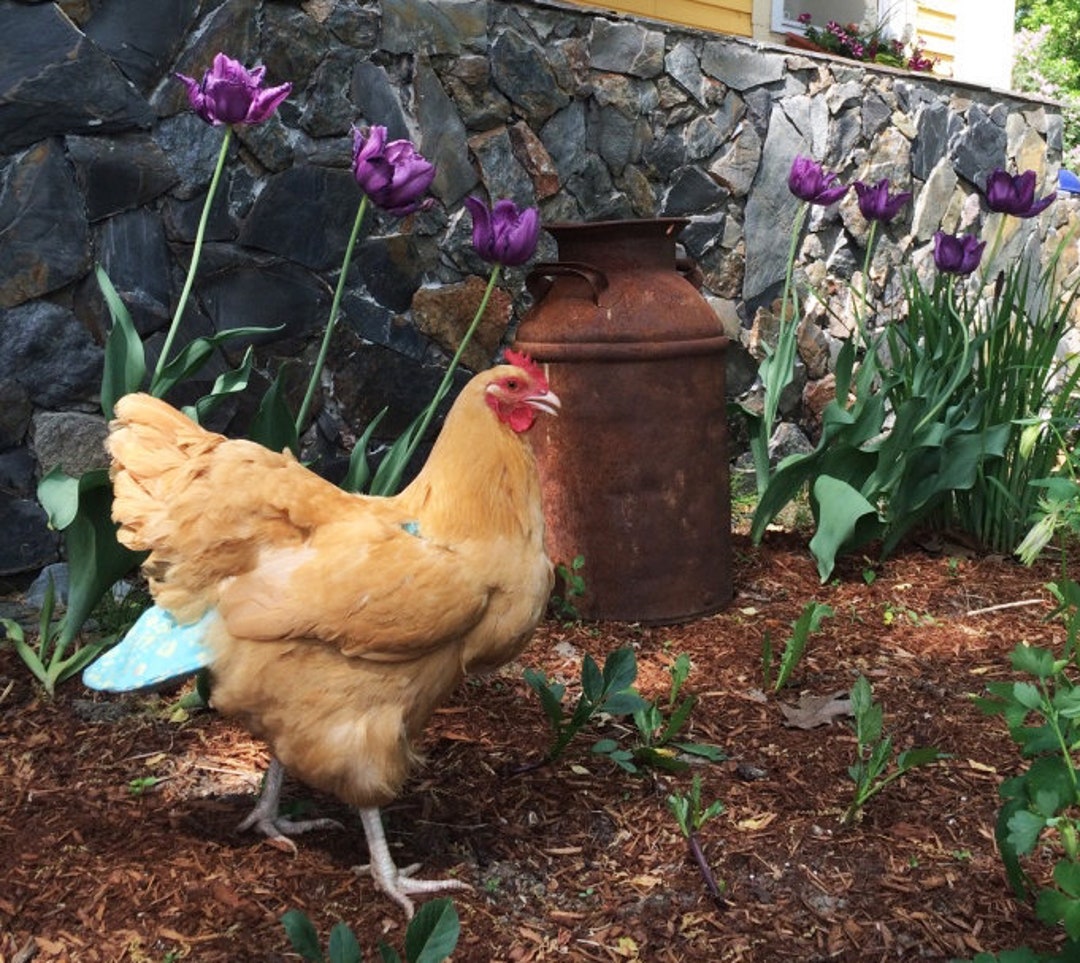 Chicken Diapers Large- Perfect Chicken Diaper for Large Hens or Medium ...