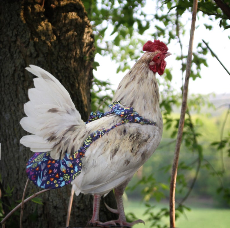 Small Stylish Chicken Diaper Perfect for Small Bantams - Etsy