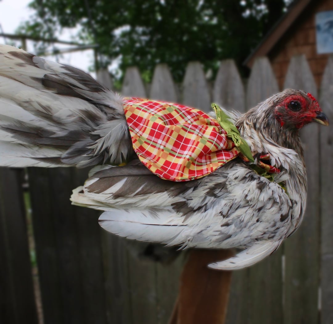 Adorable Bantam Hen Dress Saddle Picture Perfect Protection for Poultry ...