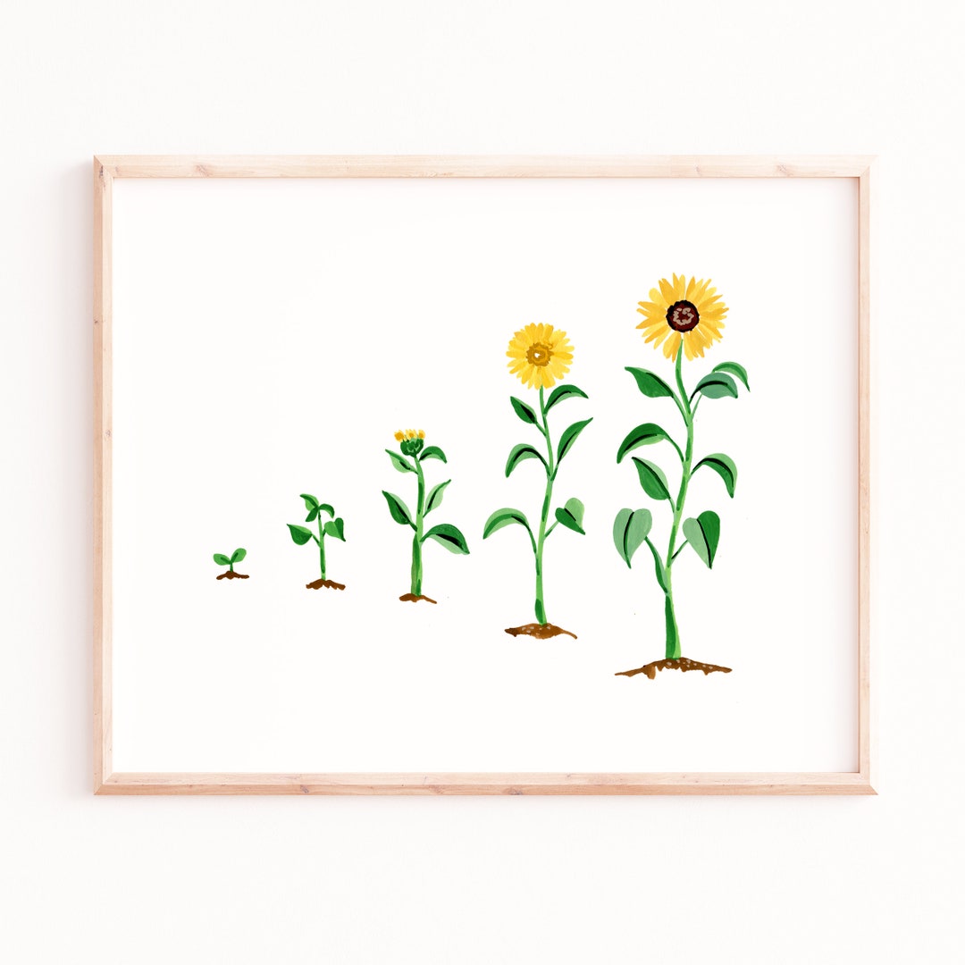 Sunflower Evolution Art Print, Life Cycle of a Flower, Flower Print ...