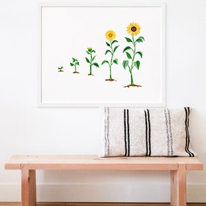 Sunflower Evolution Art Print, Life Cycle of a Flower, Flower Print ...
