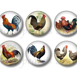 Rooster Magnets Set of Six 1.5 Inch Magnets Chicken Magnets Farm ...
