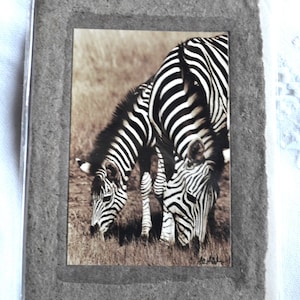 Vintage Zebra Photograph Card With Envelope Handmade Paper Black ...