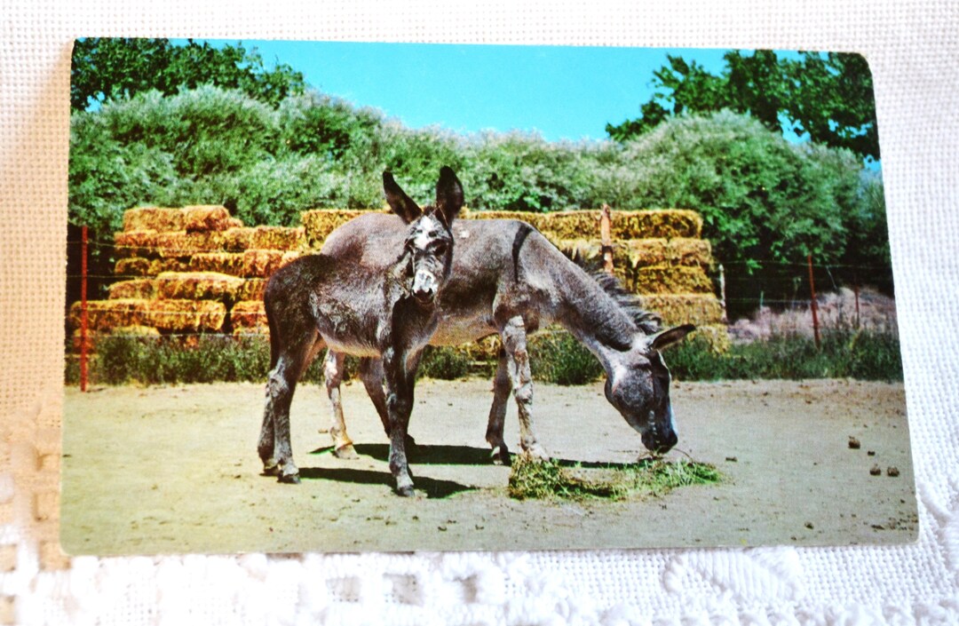 Vintage SOUTHWEST Postcard Burros Donkeys Souvenir Post Card Americana ...