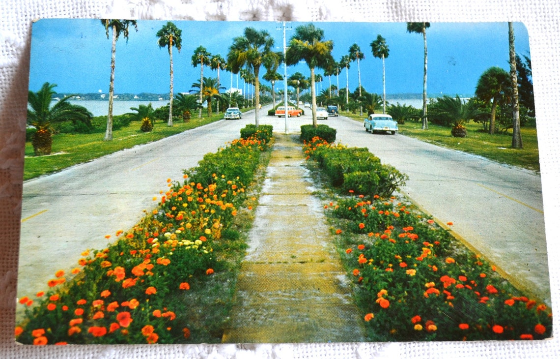 Vintage FLORIDA Postcard Clearwater Beach Street Scene Palm - Etsy