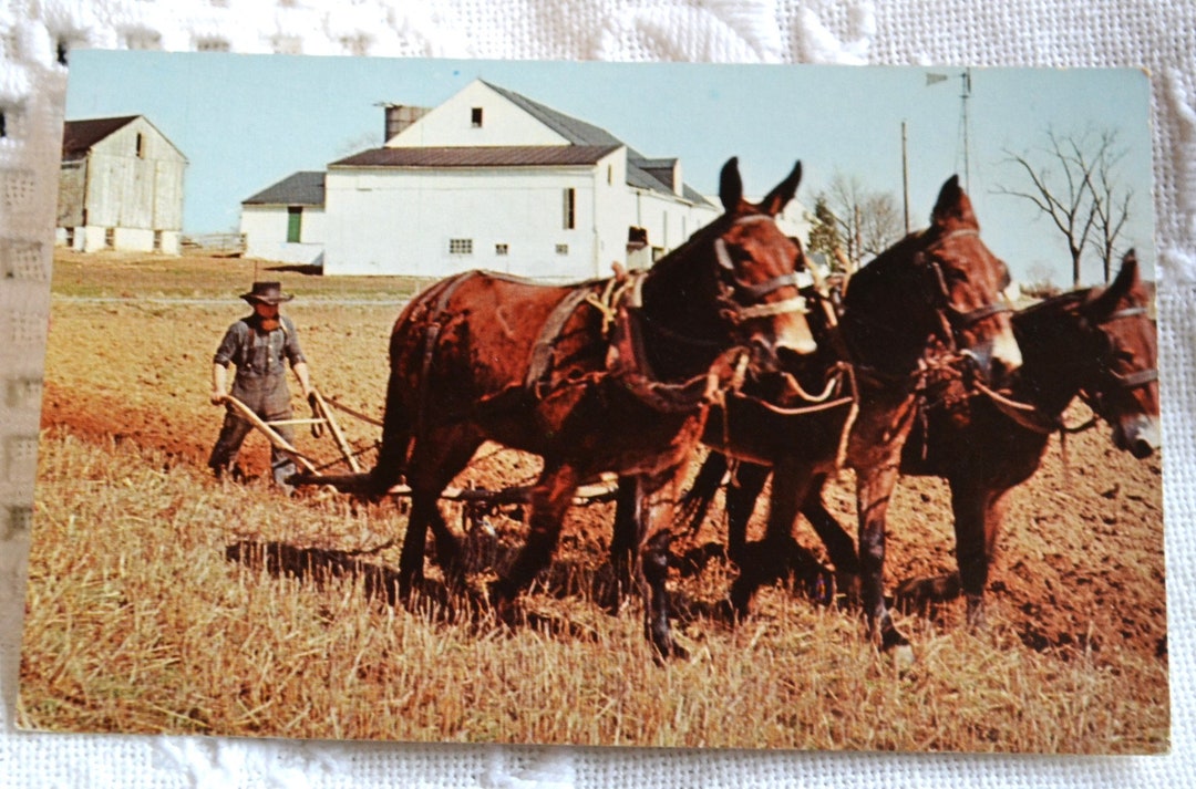 Vintage Pennsylvania Dutch Country Postcard Farmer Mules Plow Souvenir ...