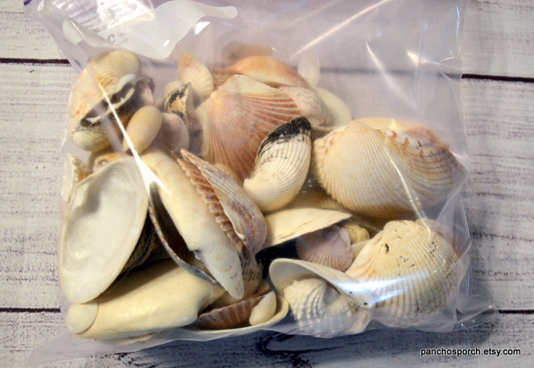 Shell Collection Lot of Seashells Clam Scallop Beach Home Decor Jar ...
