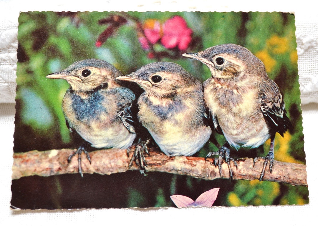 Vintage Bird Watcher Postcard: Three Baby Birds Souvenir - Etsy