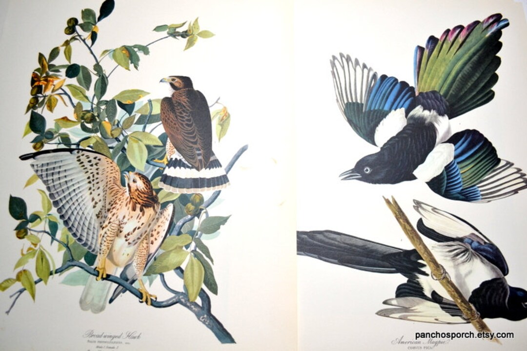 Vintage AUDUBON FOLIO Print 1964 Audubon Folio 22 Bird Prints George ...
