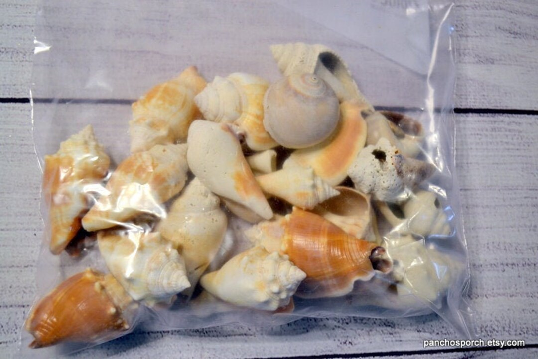 Conch Shell Collection Lot of Seashells Beach Home Decor Jar Bowl ...
