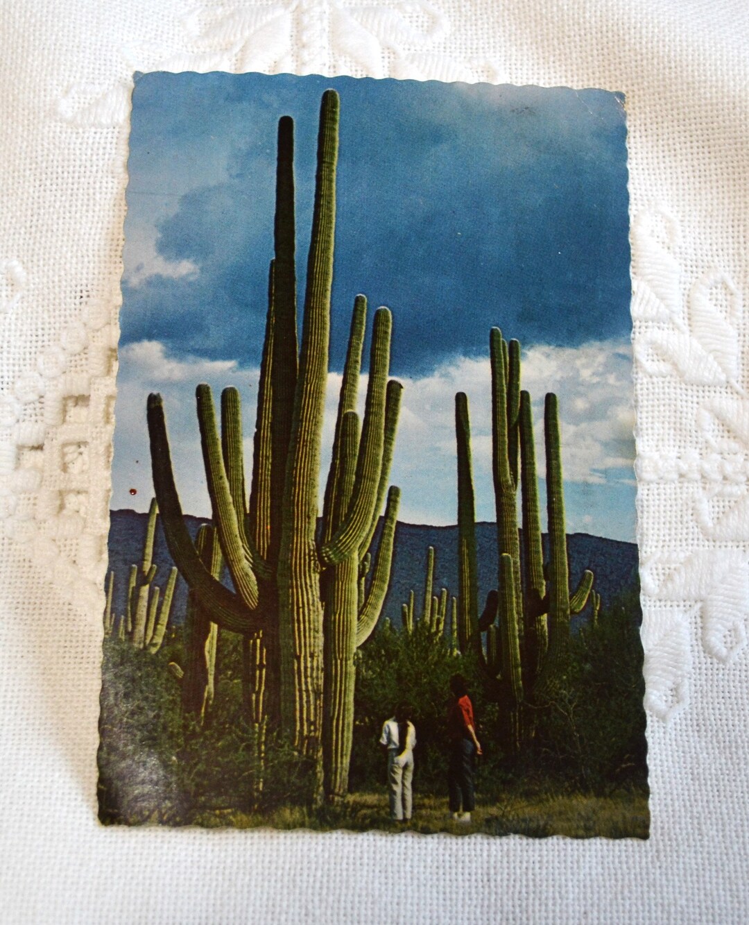 Vintage Arizona Postcard: Tucson Saguaro Cactus, Americana Road Trip - Etsy