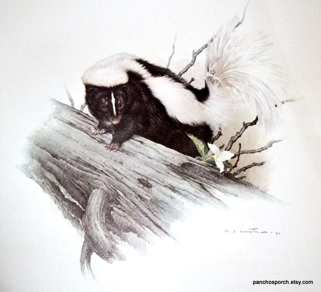Vintage Martin Glen Loates Signed Lithograph Print Skunk Nature ...