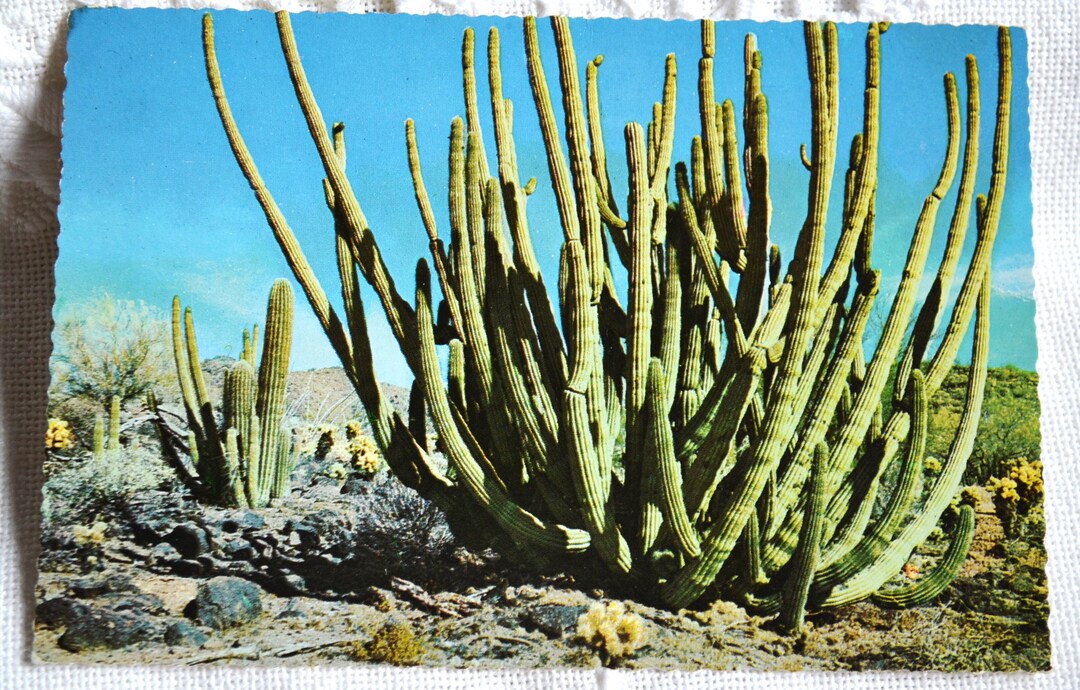 Vintage Arizona Postcard: Organ Pipe Cactus, Southwest Road Trip - Etsy