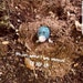Hanging Mole With Specs - Woodland - Biodegradable - Eco Friendly ...