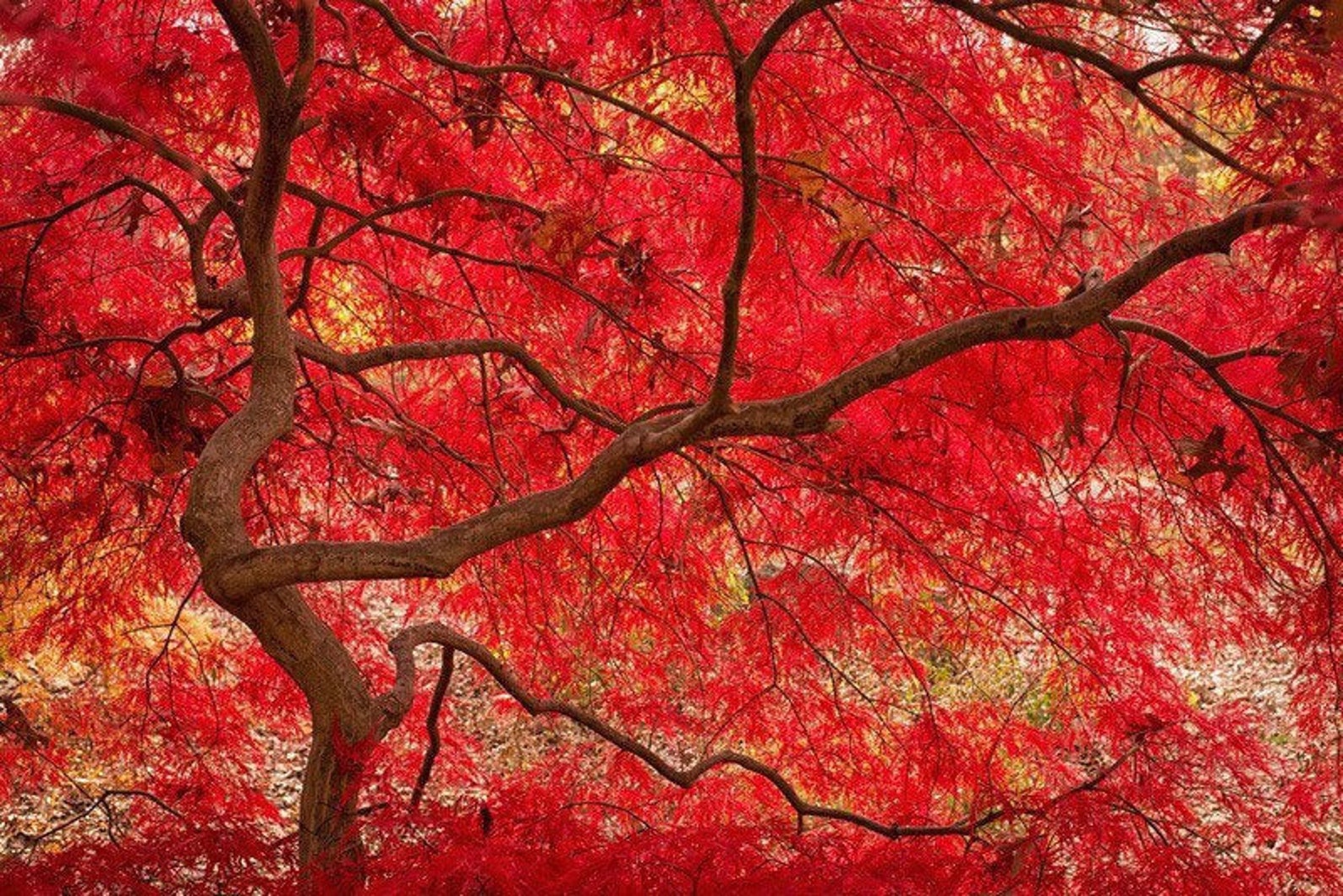 Photo originale Arbres Forêt Rouge Automne Photographie - Etsy France