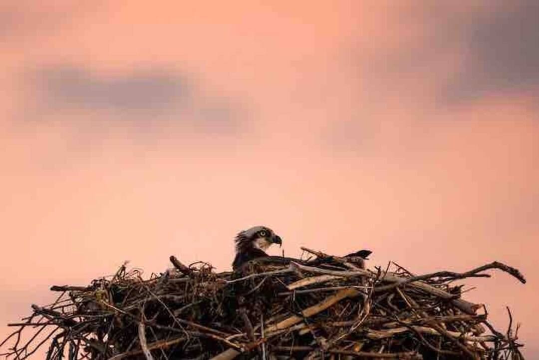 Osprey Photograph, Bird Photography, Bird, Raptor, Hawk, Seahawk ...