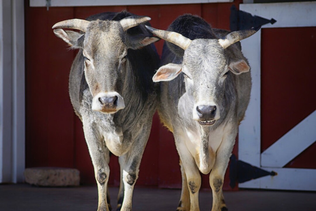 American Gothic Cow Smiling Cow Nature Photography Farm - Etsy