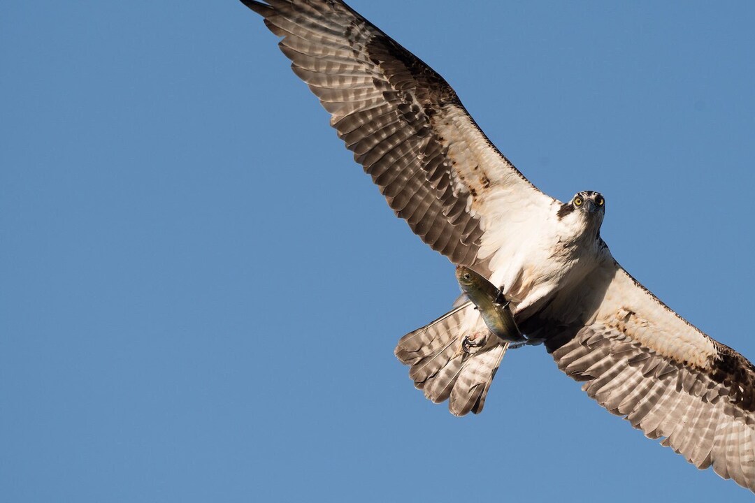 Osprey Photograph, Bird Photography, Bird, Raptor, Hawk, Seahawk, Nature Photography, Bird Photo ...