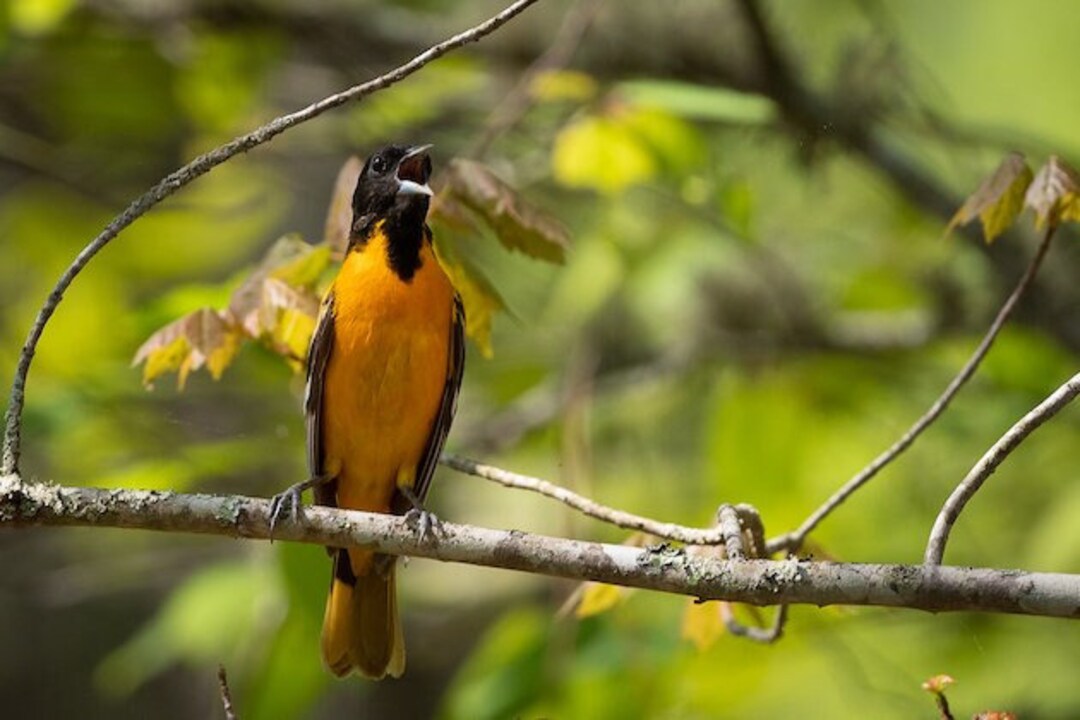 Oriole Photograph, Bird Photography, Bird, Baltimore Oriole, Nature ...