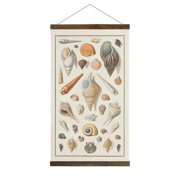 Seashell Drawings - Etsy