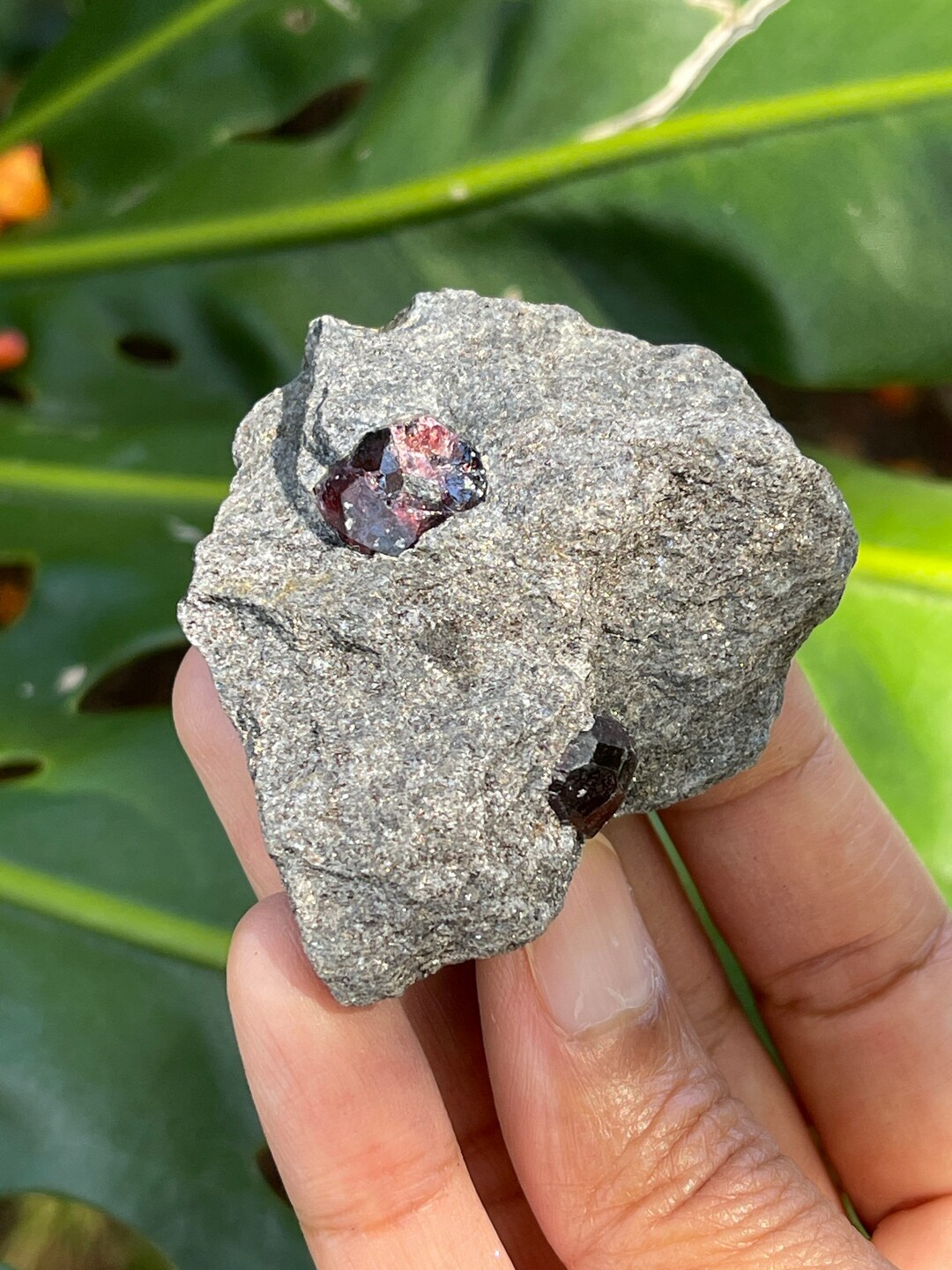 Almandine Garnets in Schist Matrix (wrangell Island, Alaska) - Etsy