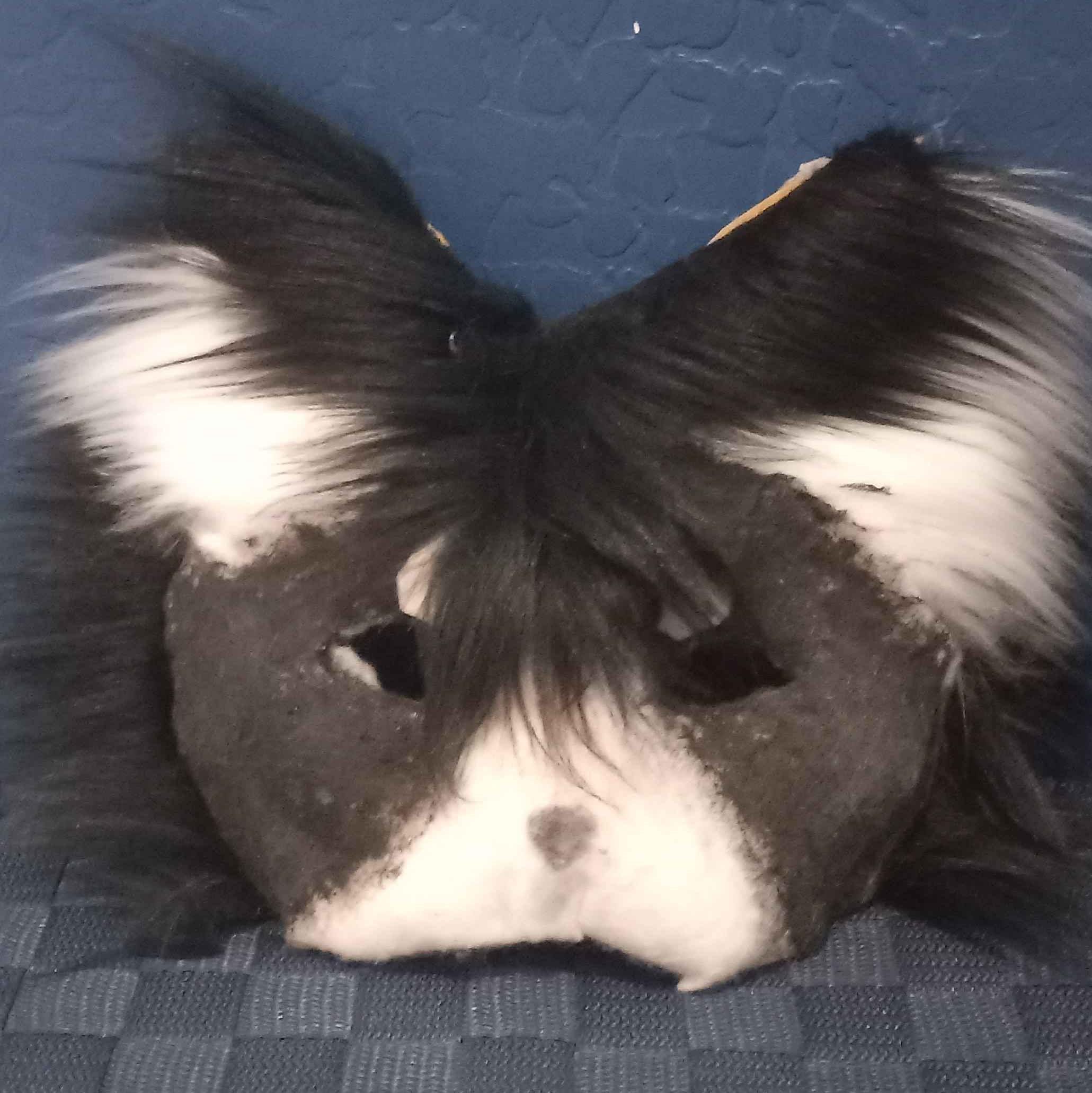 Tuxedo Cat Therian Cat Mask - Etsy