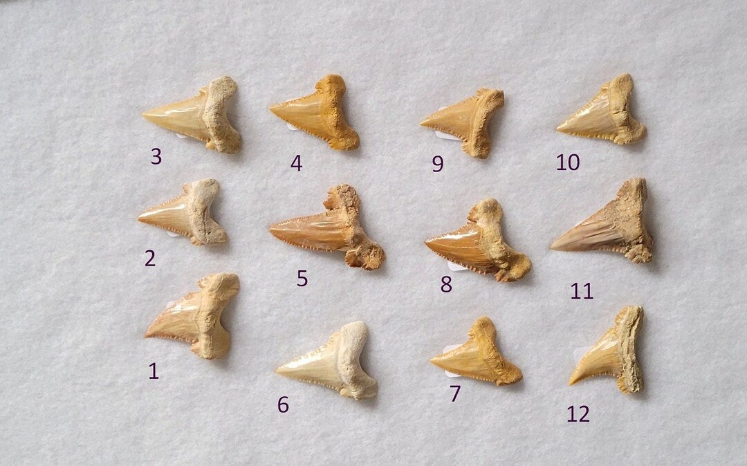 Pygmy White Shark Tooth Palaeocarcharodon Morocco - Etsy