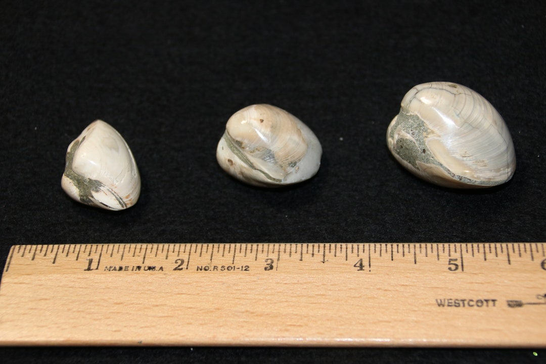 Petrified Clams From Madagascar - Etsy