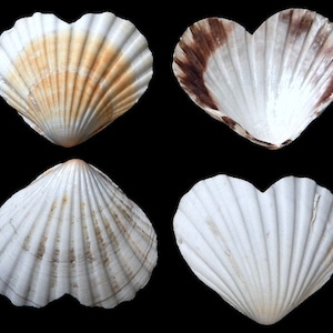 Heart Shape Scalloped Seashells 4"-4.5" - Perfect for Weddings and ...