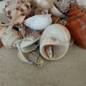 4 Pounds Large Mixed Seashells 13 Each. Weddings, Crafts and Coastal ...