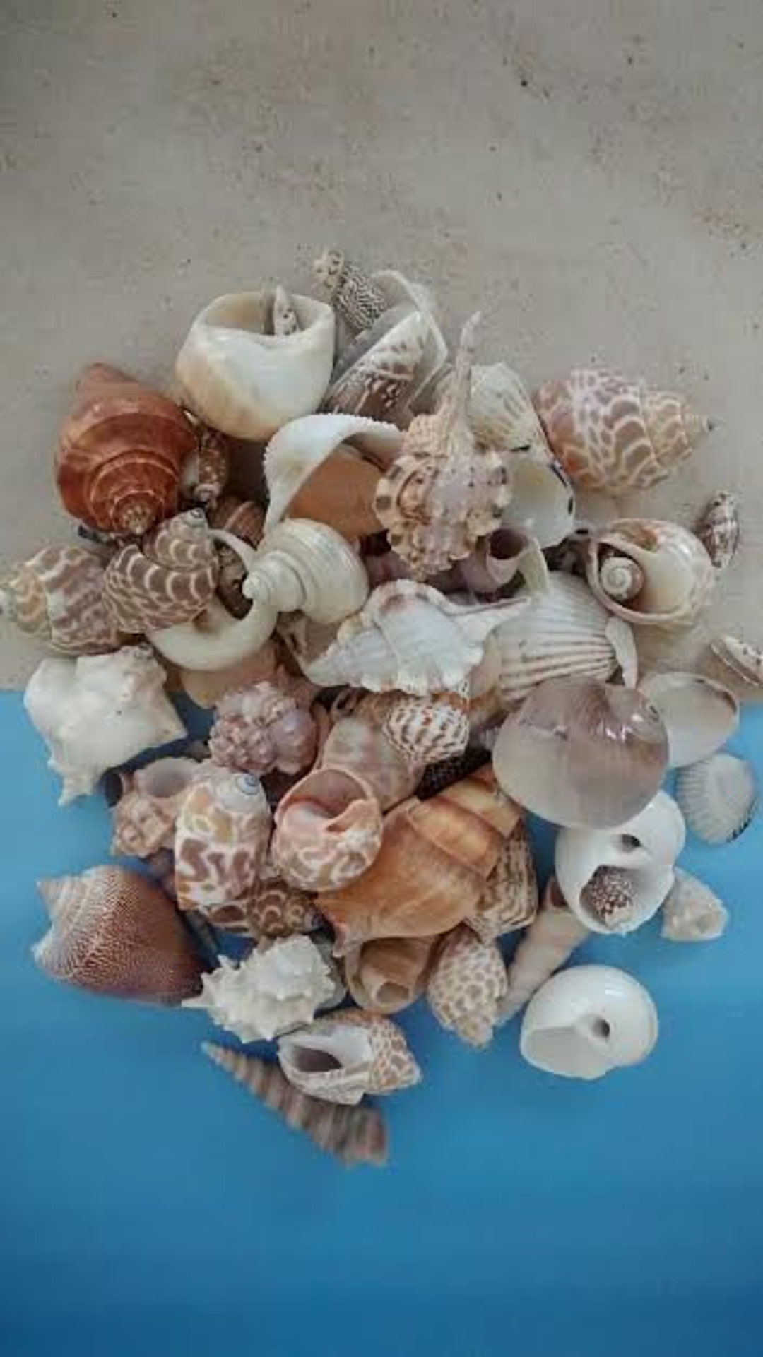 4 Pounds Large Mixed Seashells 13 Each. Weddings, Crafts and Coastal ...