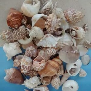4 Pounds Large Mixed Seashells 13 Each. Weddings, Crafts and Coastal ...