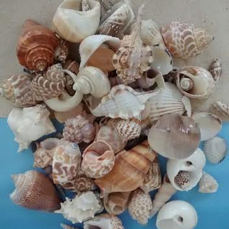 Seashell Fish - Etsy