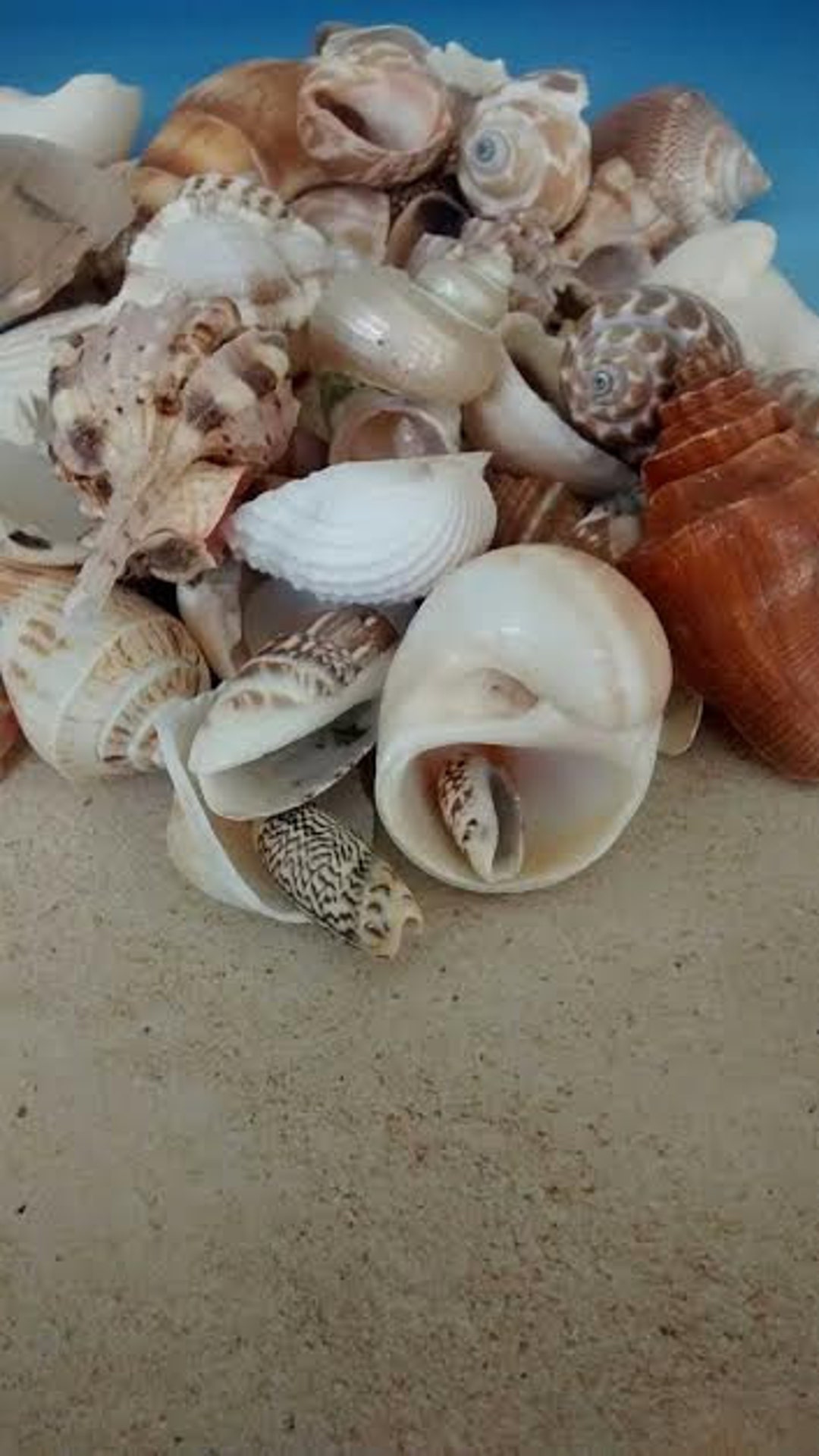 3 Gallons Large Mixed Seashells 13 Each. Weddings, Crafts and Coastal ...