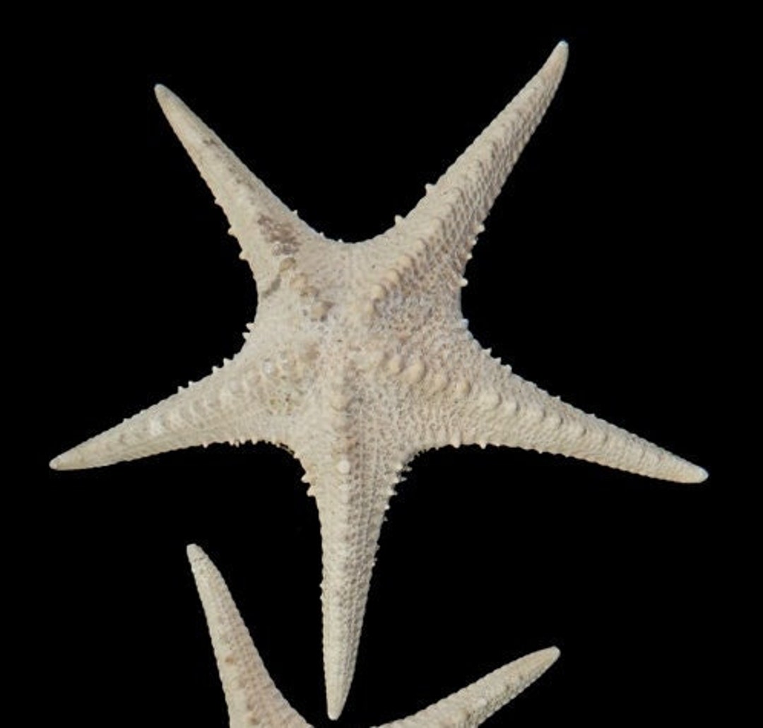 HUGE Real White Starfish 11"-15" - Natural Long Leg With Small Spikes ...