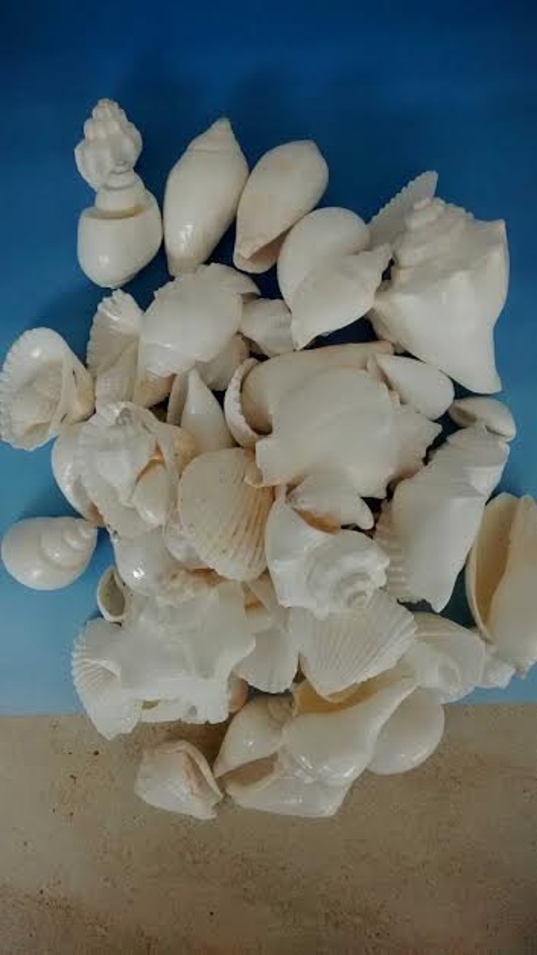 1/2 Gallon Medium White Seashells Mix Variety for Beach Weddings 3/41.5 ...