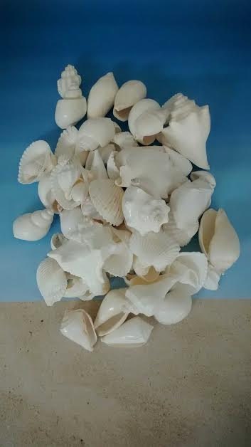 1 Gallon White Seashells Mixed Bulk 13 - Etsy