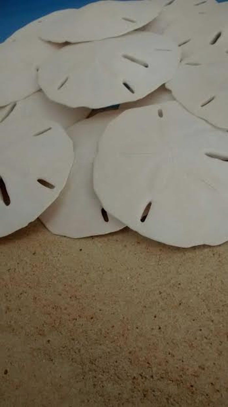 Bulk Sand Dollar Seashells 3 4 50 Beach - Etsy