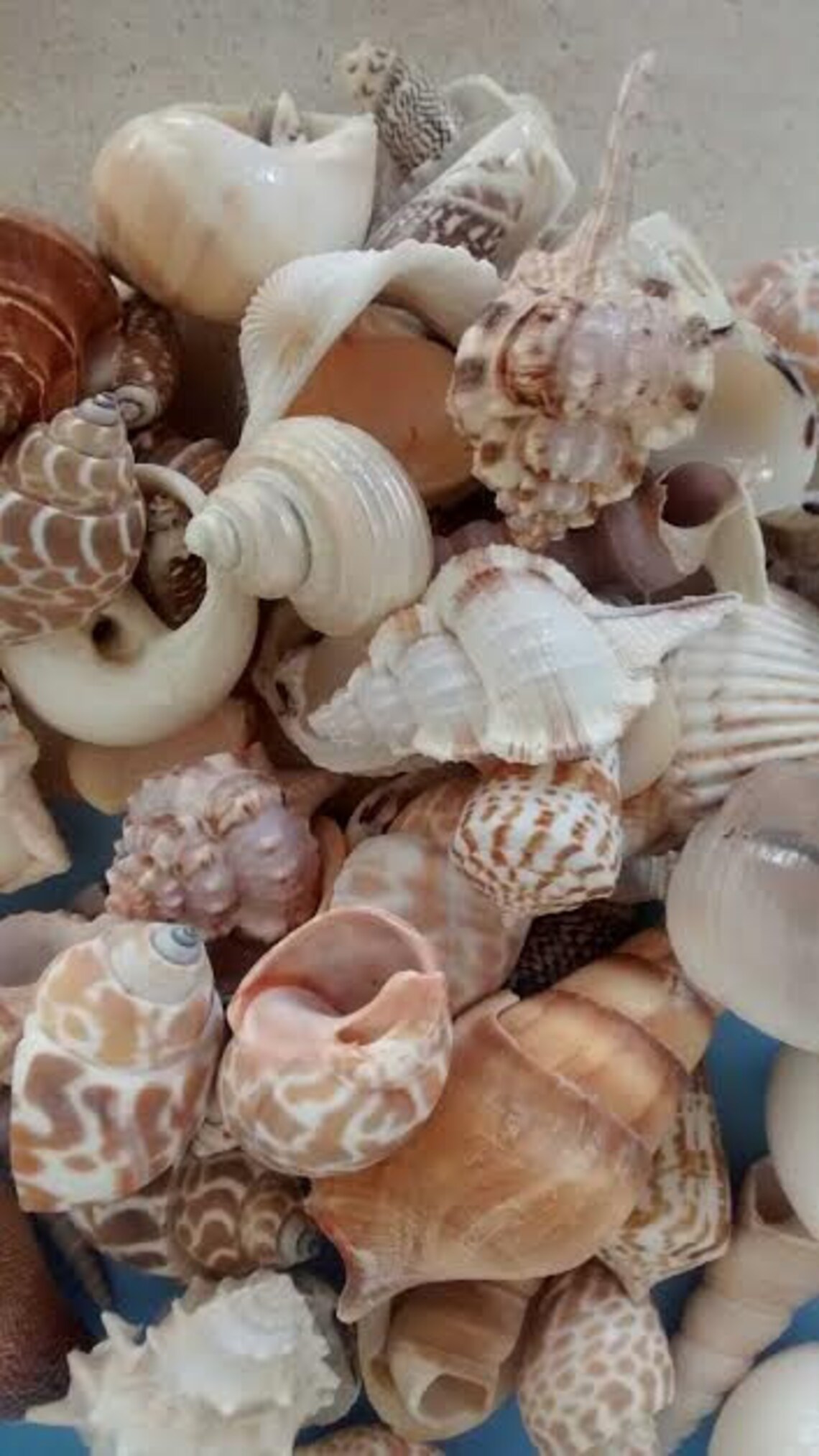 3 Gallons Large Mixed Seashells 13 each. | Etsy